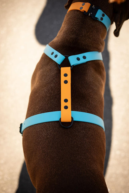 Biothane Harness – Little Woof Pup Co